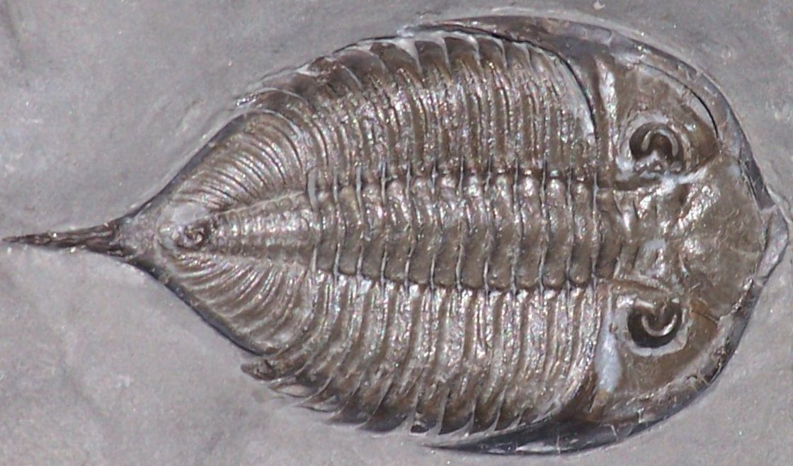 What Evolutionary Biology Says About the Future of AI – Eliot Bush