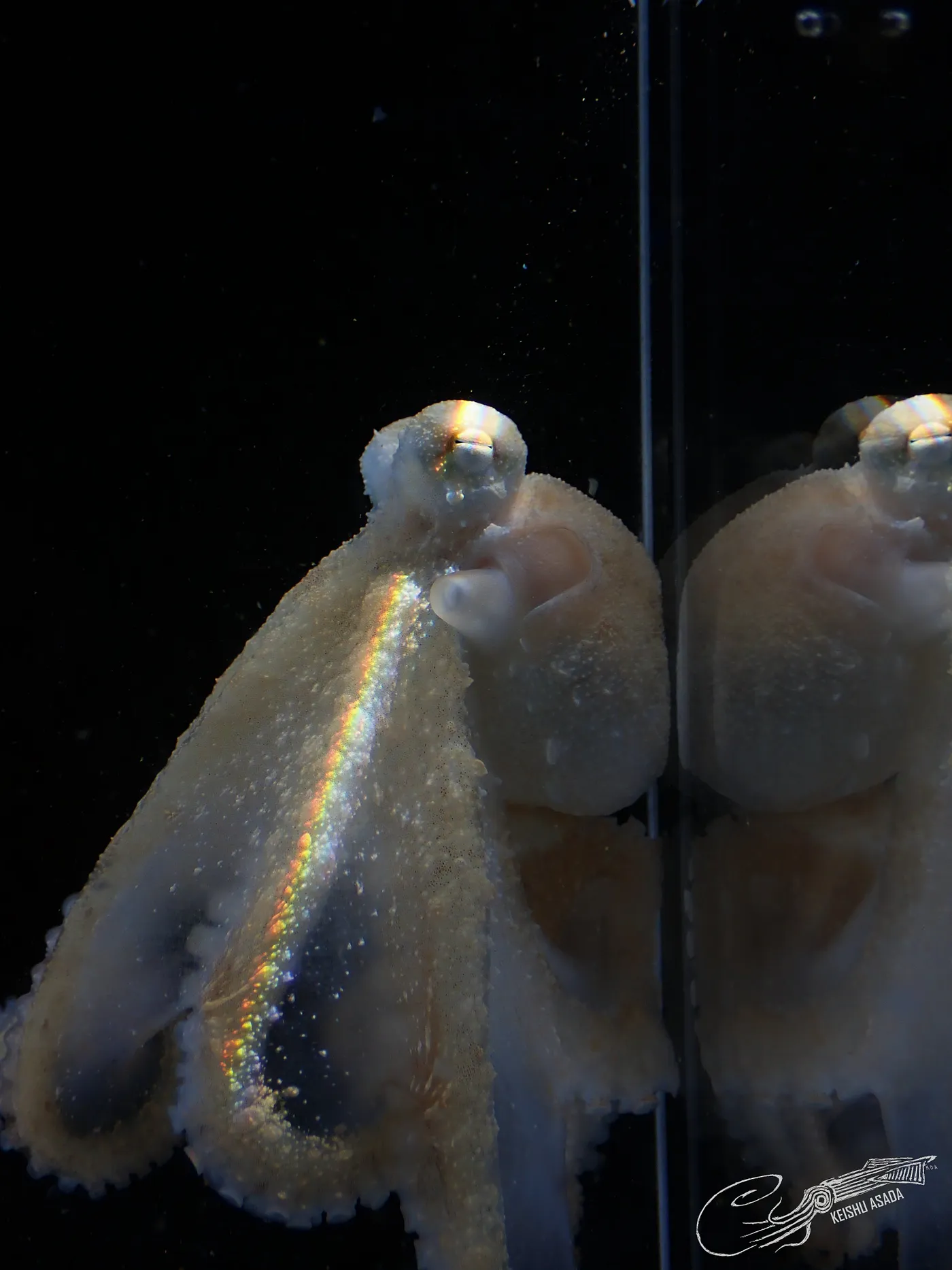 What Can We Learn From A Sleeping Octopus? – Eliot Bush